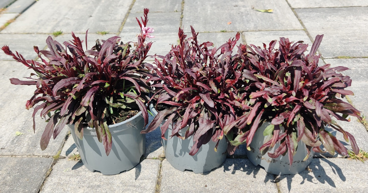 Gaura 'Red' Passionate Blush > Szkółka krzewów Fałdowie